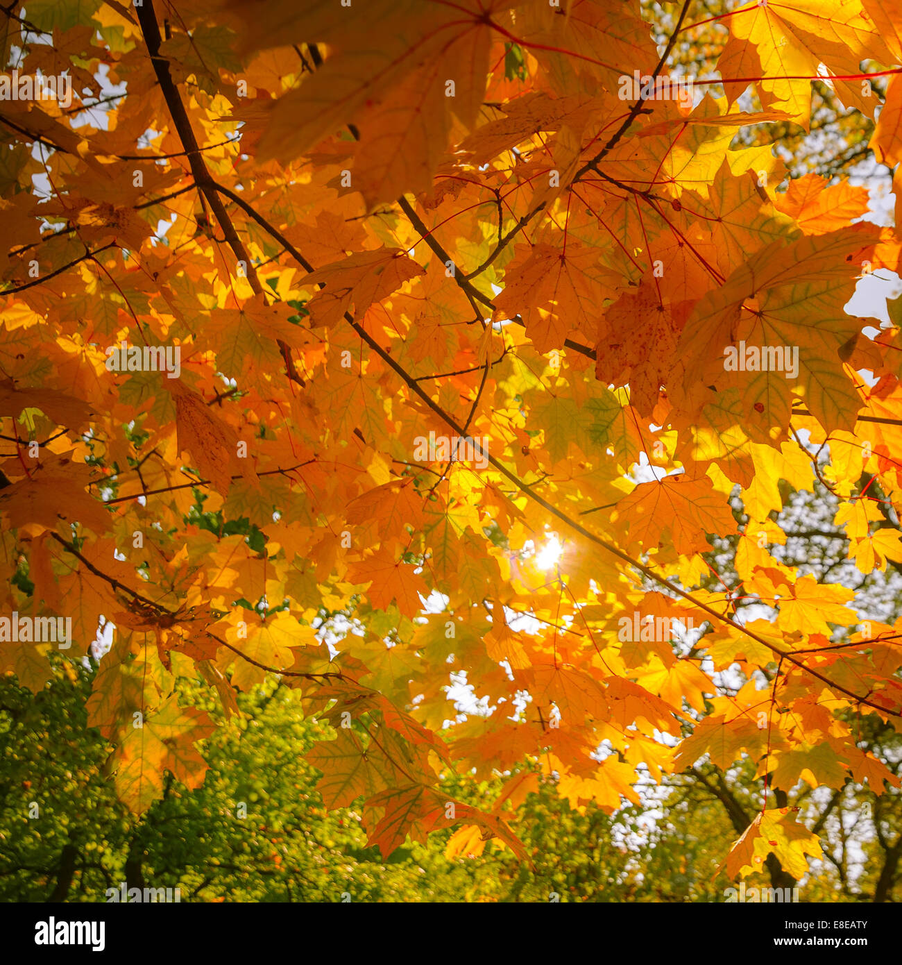 Beautiful maple tree summer park hi-res stock photography and images ...