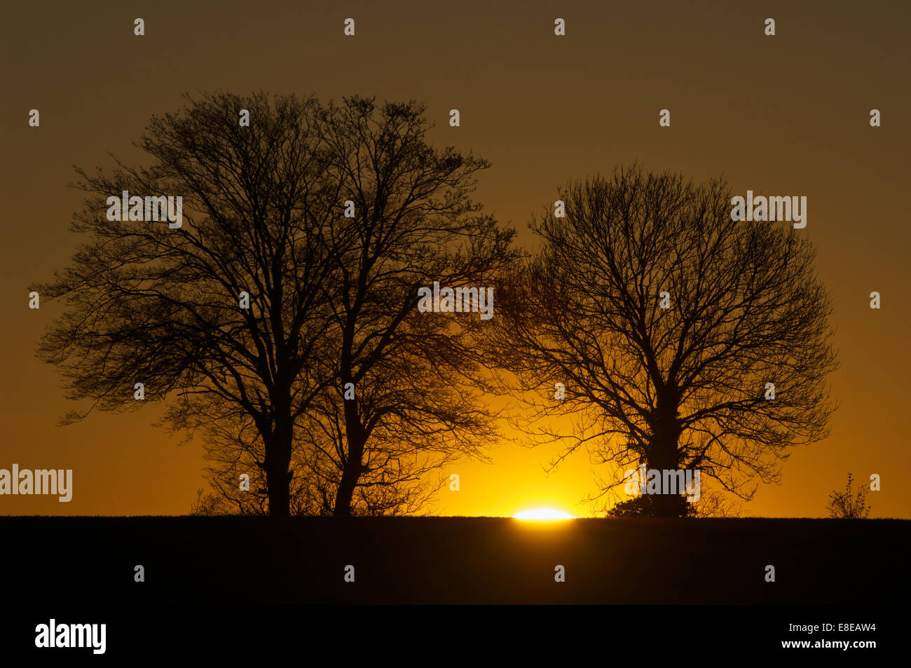 sunset with trees Stock Photo - Alamy