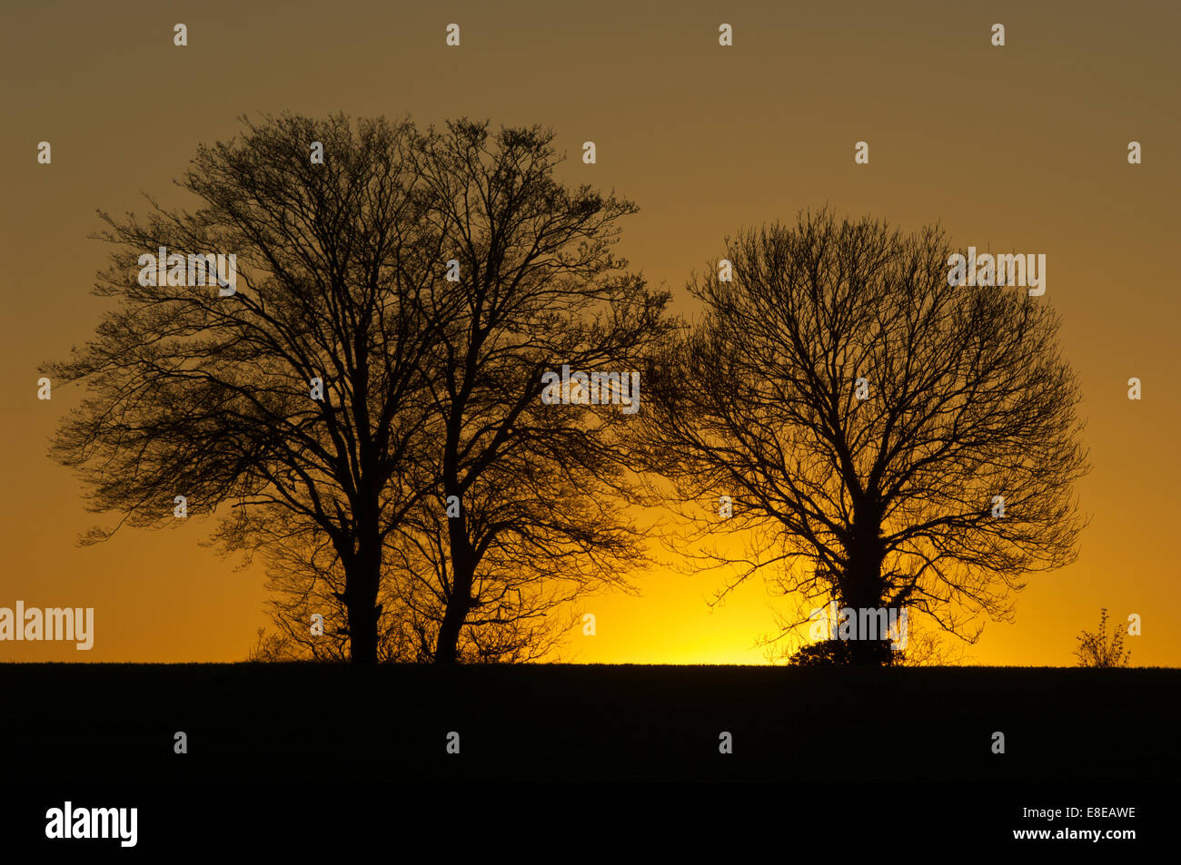 sunset with trees Stock Photo - Alamy