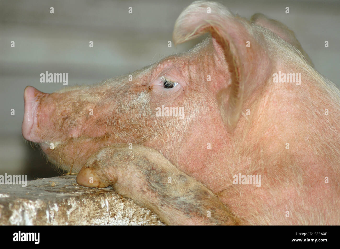 Pig looking over wall Stock Photo - Alamy