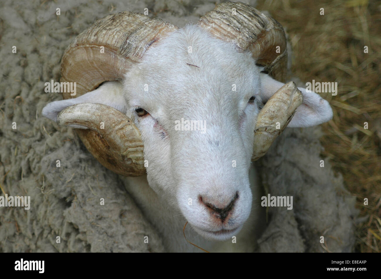 White ram hi-res stock photography and images - Alamy
