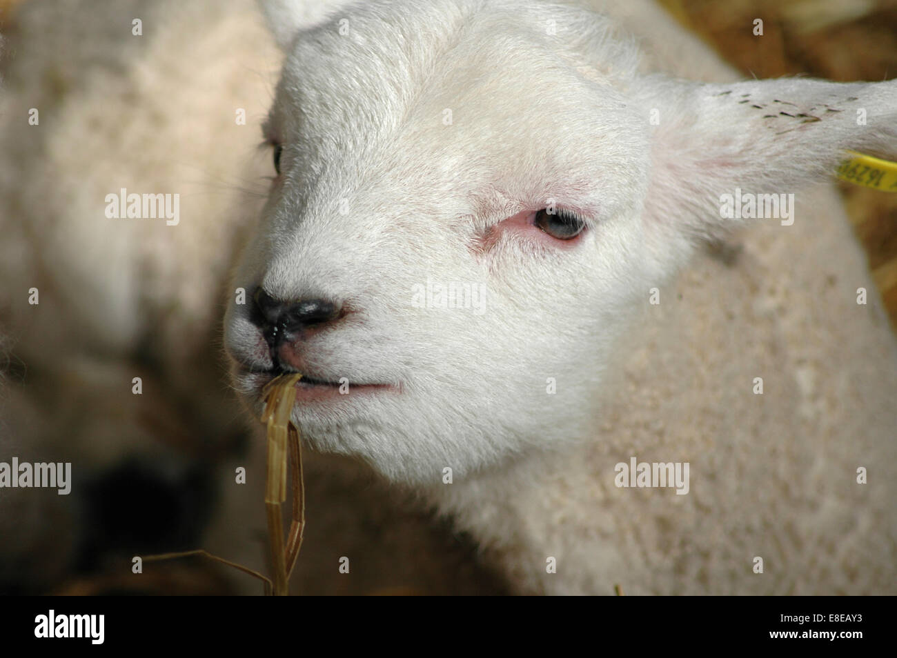 White lamb eating hay Stock Photo - Alamy