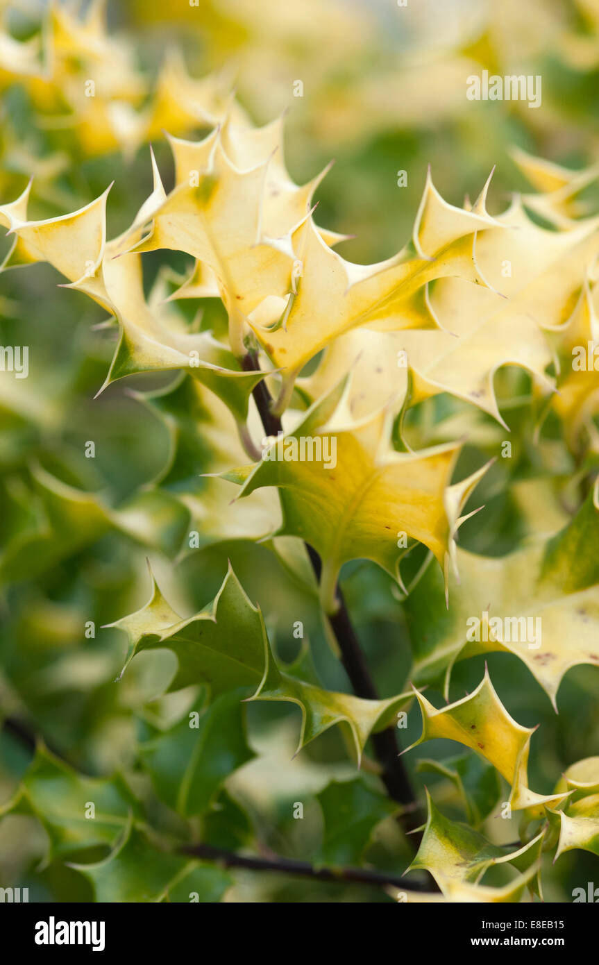 Variegated holly ilex aquifolium hi-res stock photography and images ...