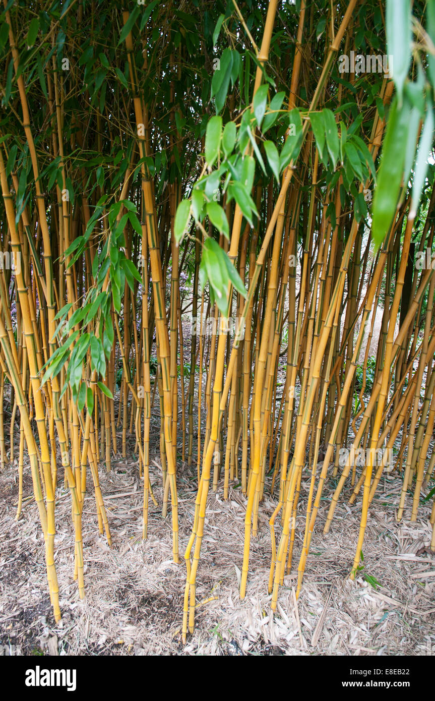 Bamboo phyllostachys aureosulcata hi-res stock photography and images ...