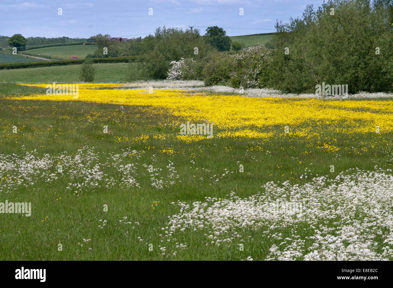 English wildflower meadow hi-res stock photography and images - Alamy