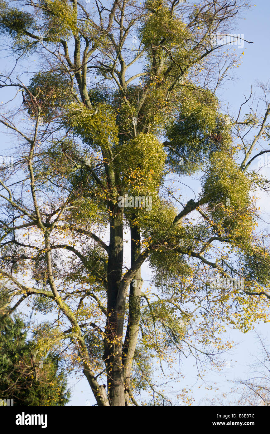 Growing viscum album hi-res stock photography and images - Alamy