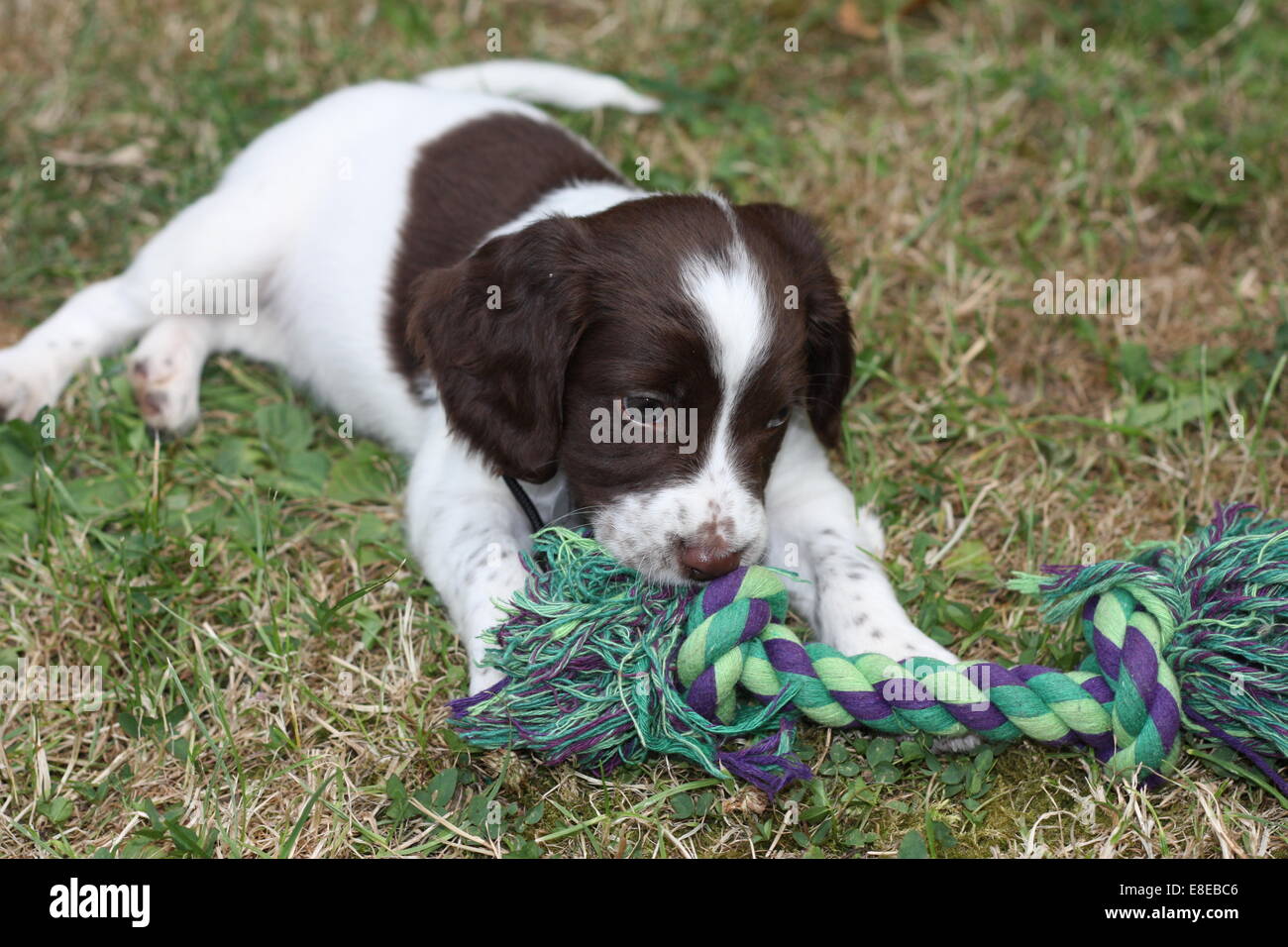 Very cute young liver and white working type english springer spaniel ...