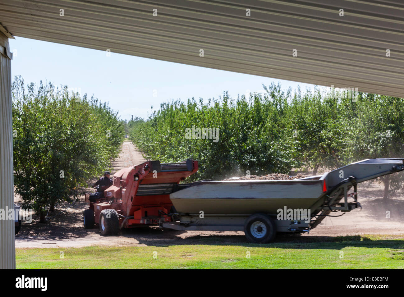 An Almond harvester that picks up almonds off the ground in Modesto ...