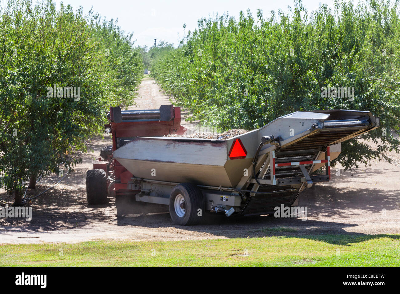 An Almond harvester that picks up almonds off the ground in Modesto ...