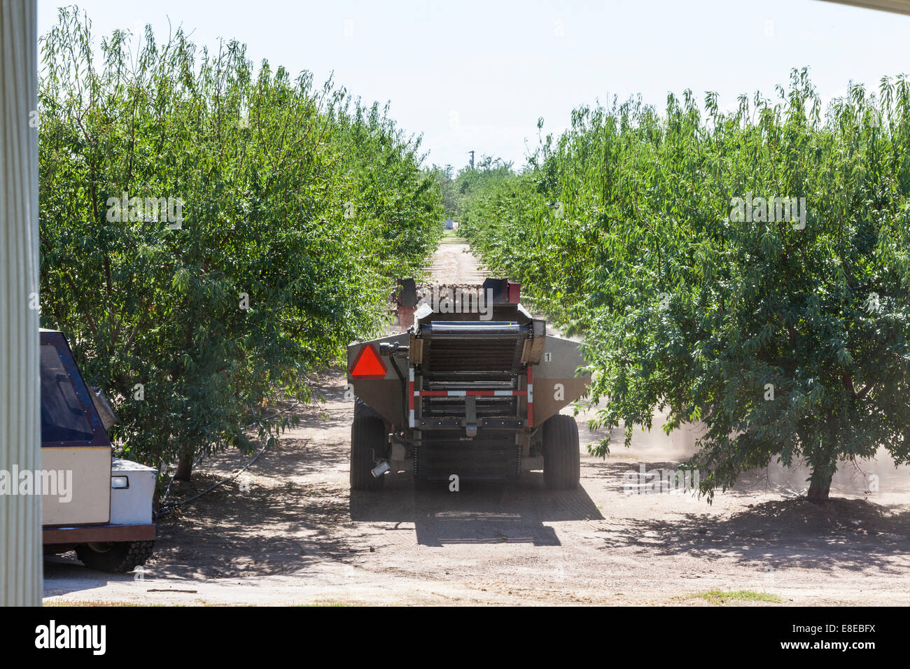 An Almond harvester that picks up almonds off the ground in Modesto ...