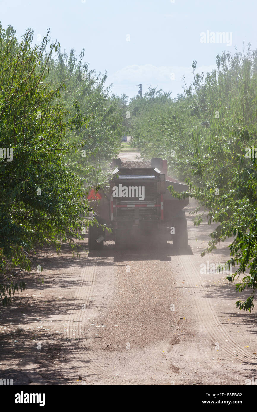 Almond nut harvester hi-res stock photography and images - Alamy