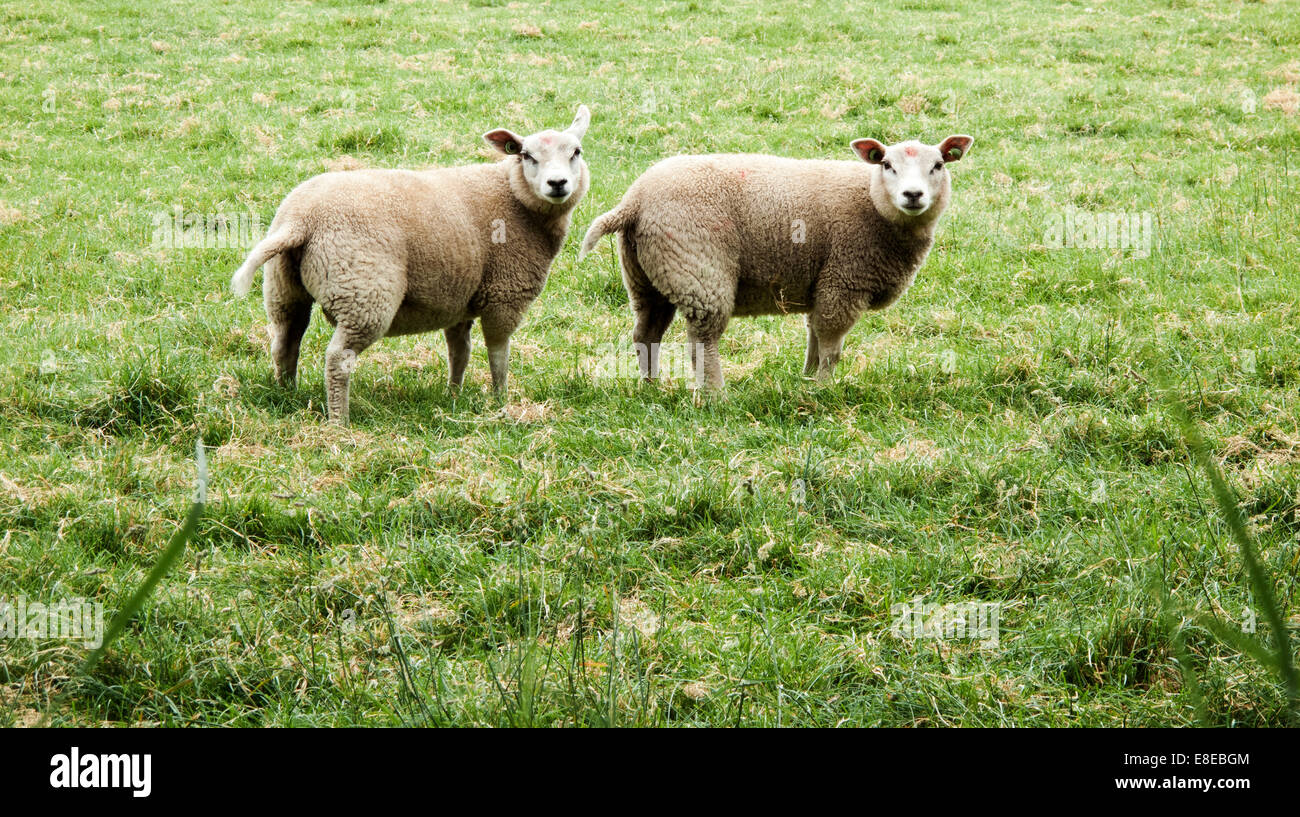 Two sheep posing Stock Photo - Alamy