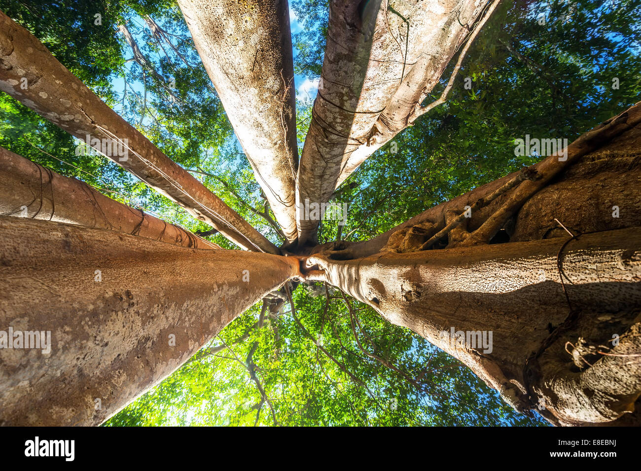 Amazing sunny day at rainforest with giant banyan tropical tree and ...