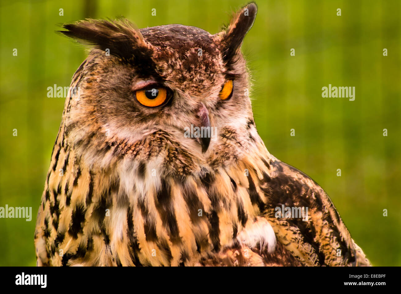 European eagle owl falconry hi-res stock photography and images - Alamy