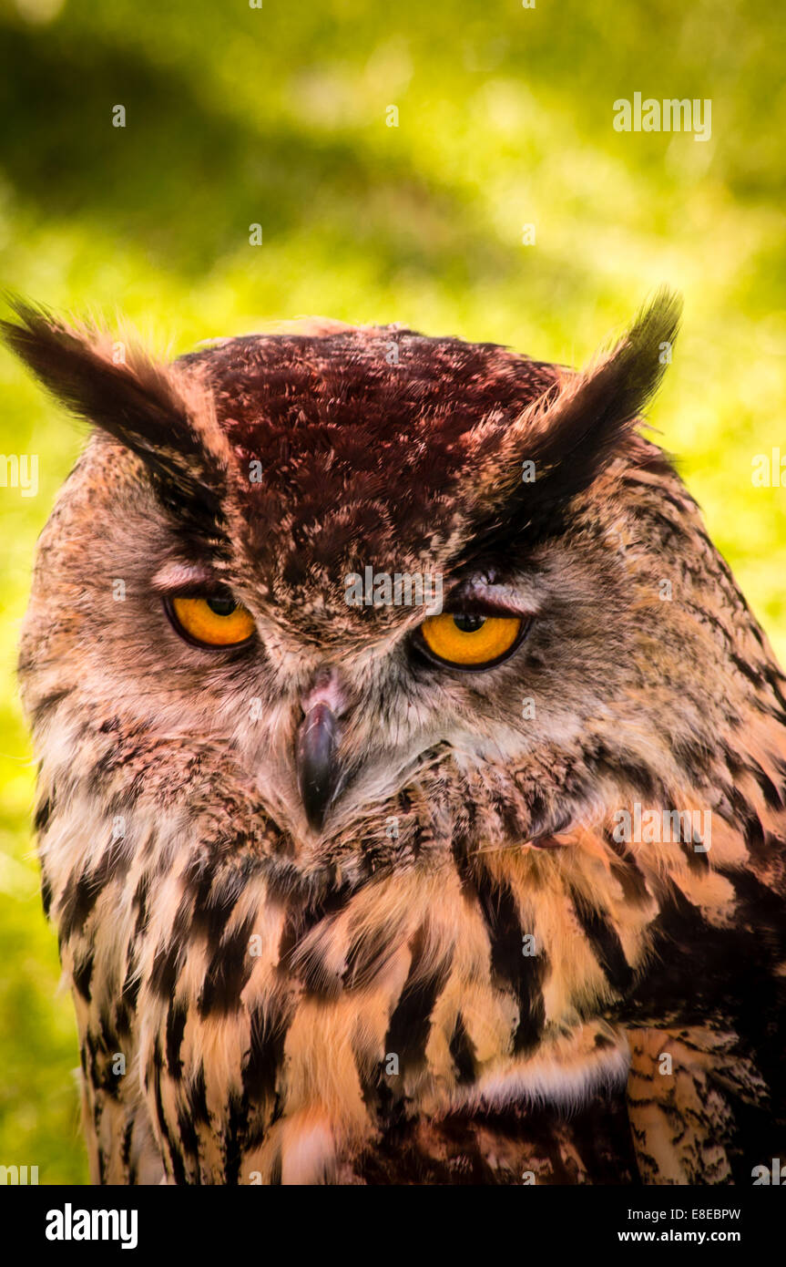European eagle owl falconry hi-res stock photography and images - Alamy