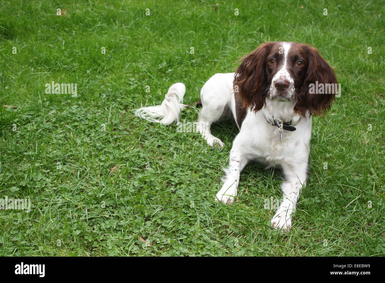 a very cute liver and white working type english springer spaniel pet ...