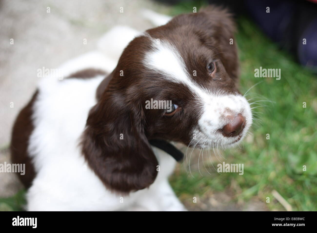 Very cute young liver and white working type english springer spaniel ...