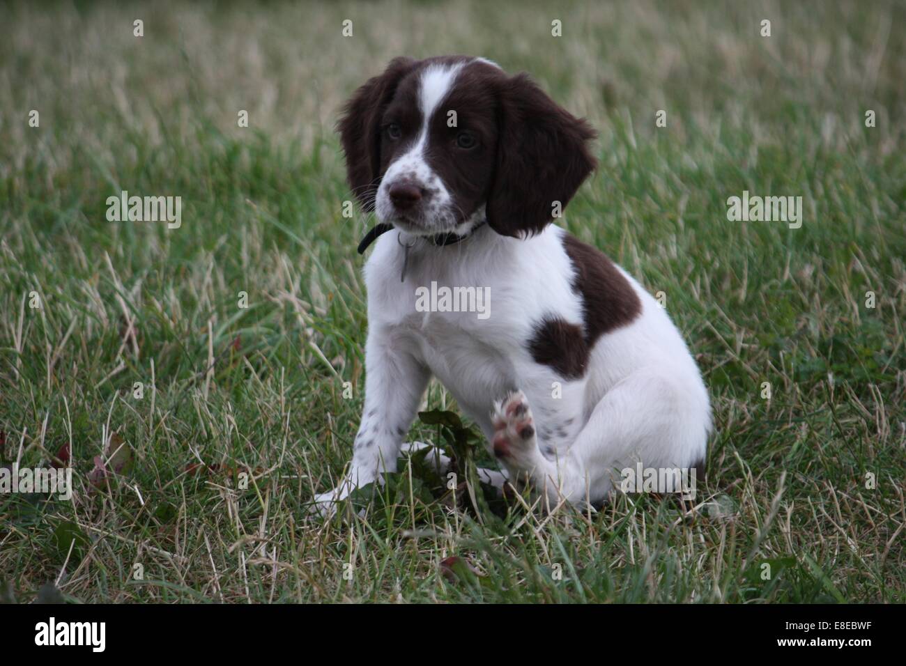 Very cute young liver and white working type english springer spaniel ...