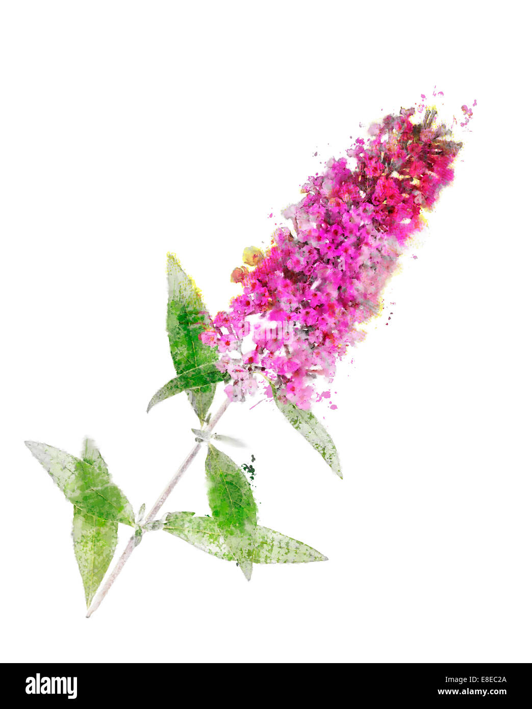 Watercolor Digital Painting Of Buddleja Branch (Butterfly Bush Stock ...