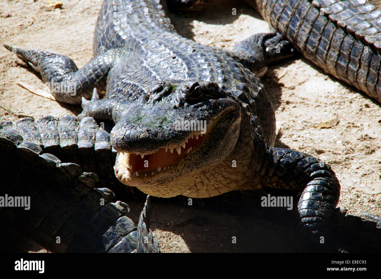 American alligator smiling hi-res stock photography and images - Alamy