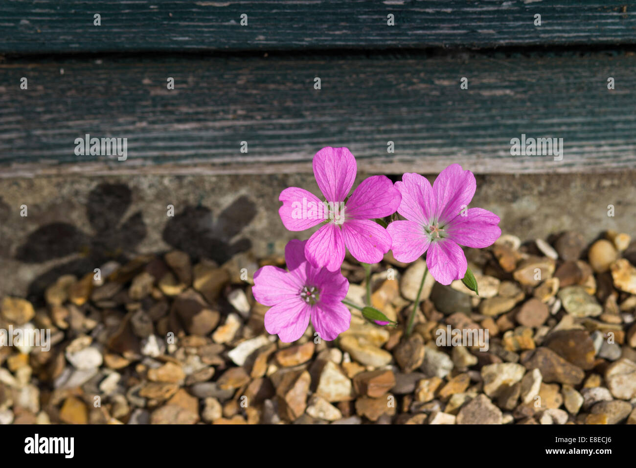 Three pink flowers grow out of the rocky ground Stock Photo - Alamy
