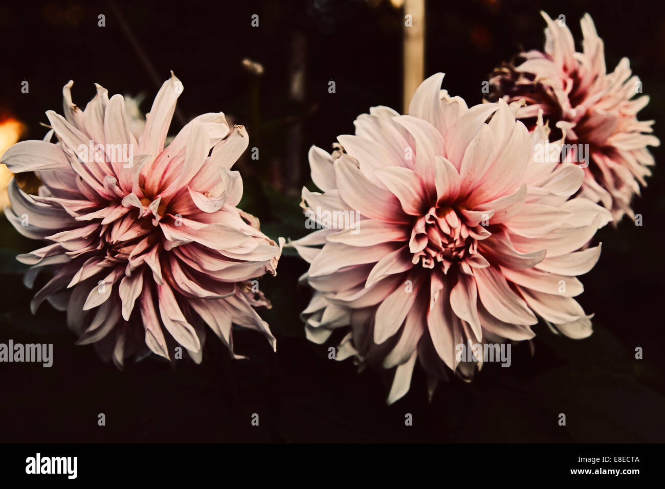 Fading flower dahlia close up Stock Photo - Alamy