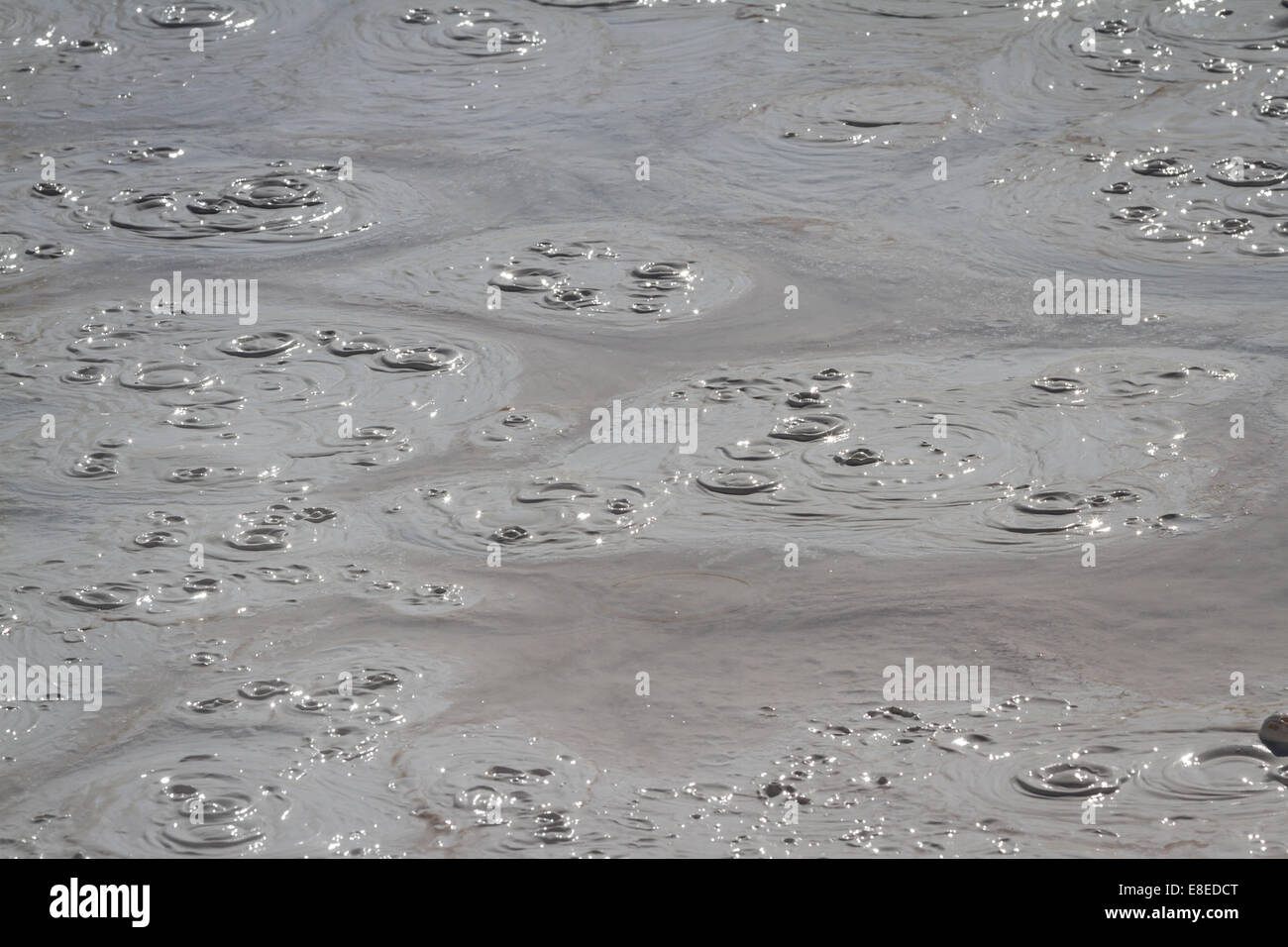 bubbles in the mud in the mud volcano at yellowstone national park ...