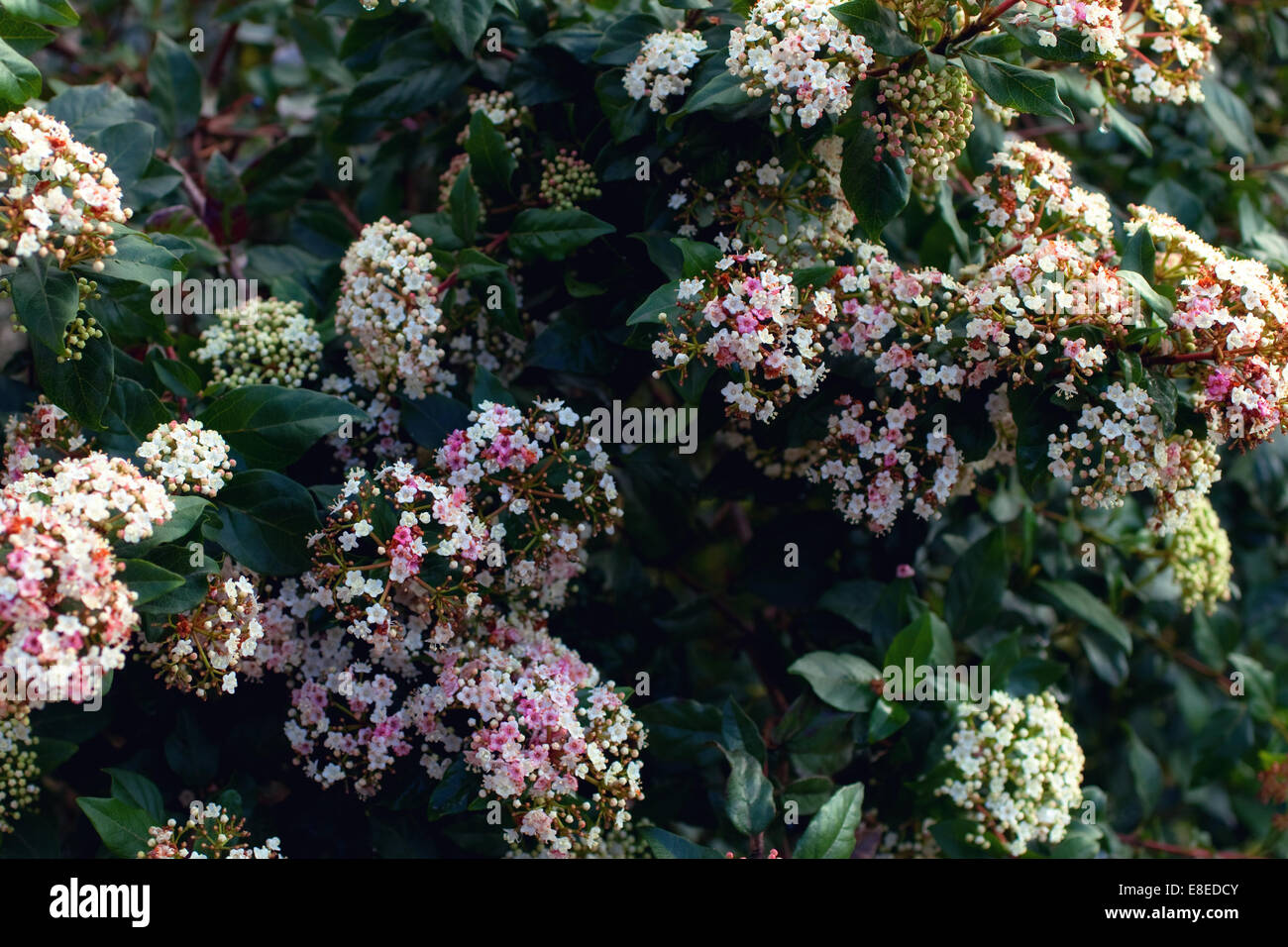Background with flowers of a bush close-up Stock Photo - Alamy