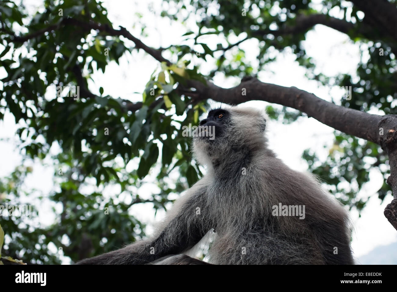 Hanuman langur young in hi-res stock photography and images - Alamy