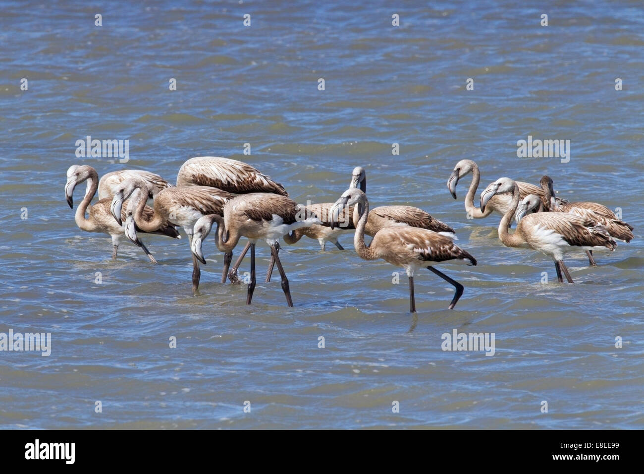 flock of young greater flamingoes in a creche walking in shallow water ...