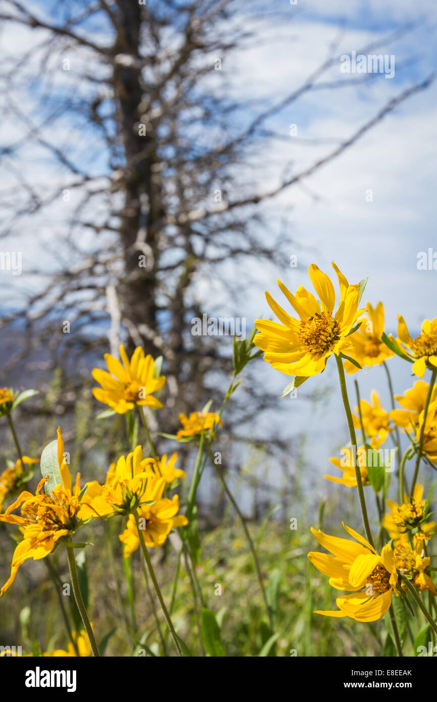beautiful yellow spring flowers growing where years back a wild fire ...