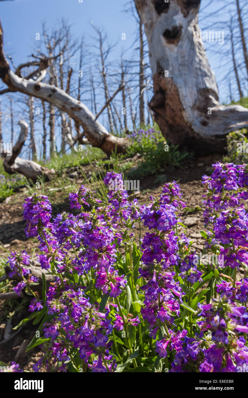beautiful purple spring flowers growing where years back a wild fire ...