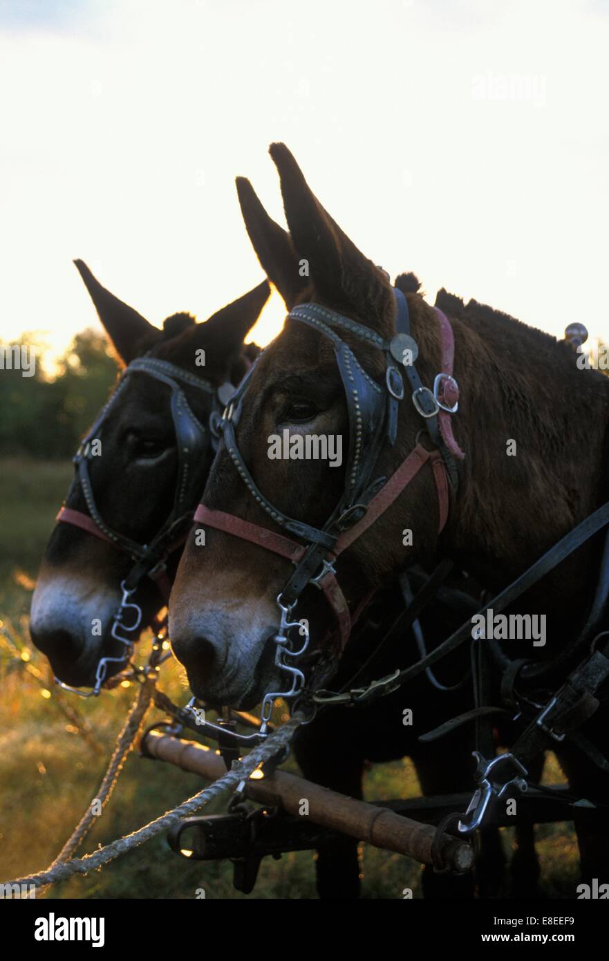 Two mules hi-res stock photography and images - Alamy