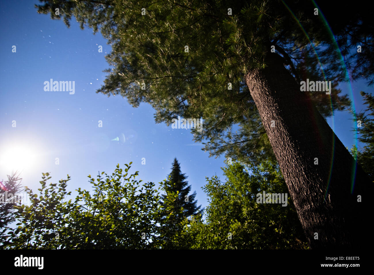 Moon pine tree forest sky hi-res stock photography and images - Alamy