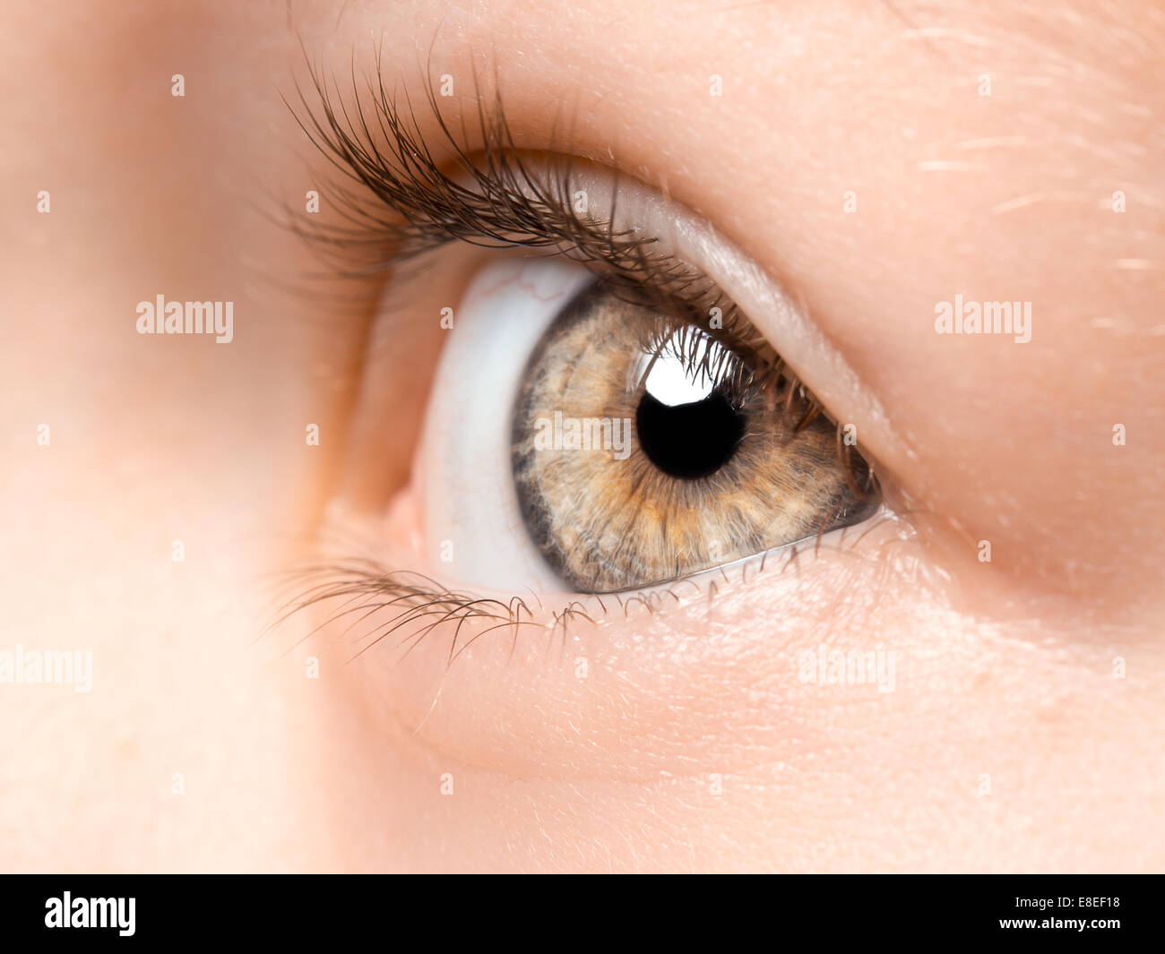 Beautiful brown eye macro shot, macro Stock Photo - Alamy