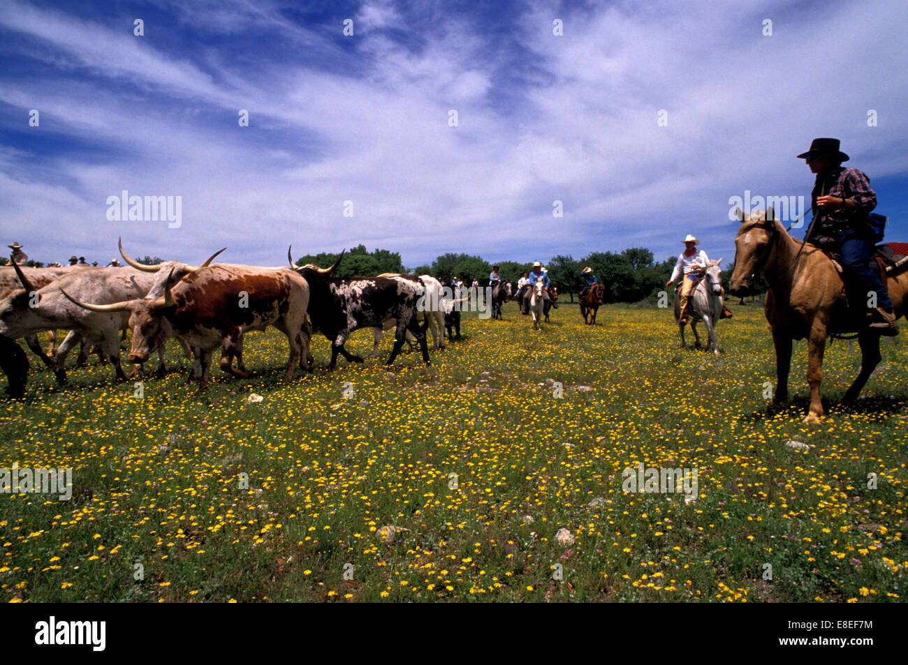 Pasture weeds hi-res stock photography and images - Alamy