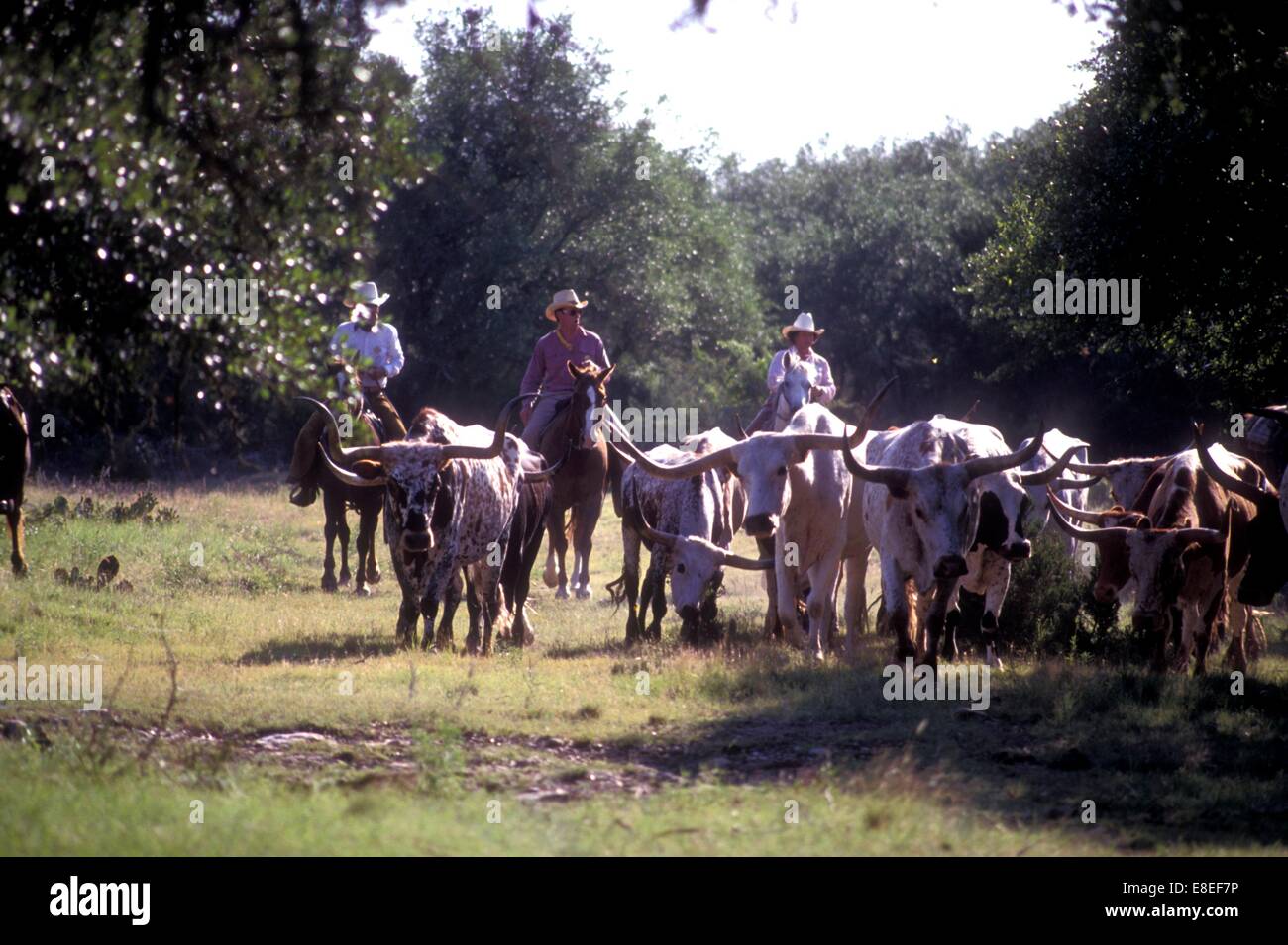 Texas cattle herding hi-res stock photography and images - Alamy