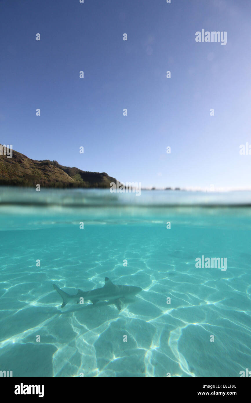 shark in shallow water Stock Photo - Alamy