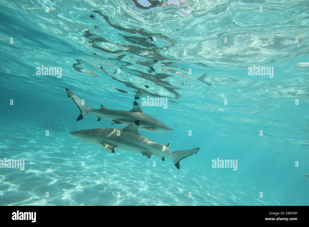 two sharks underwater Stock Photo - Alamy