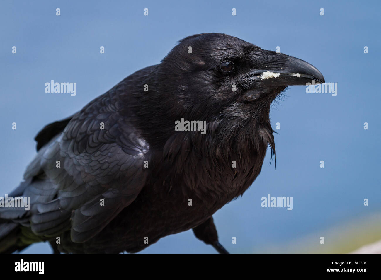 closeup of a wild crow standing still with able background Stock Photo ...