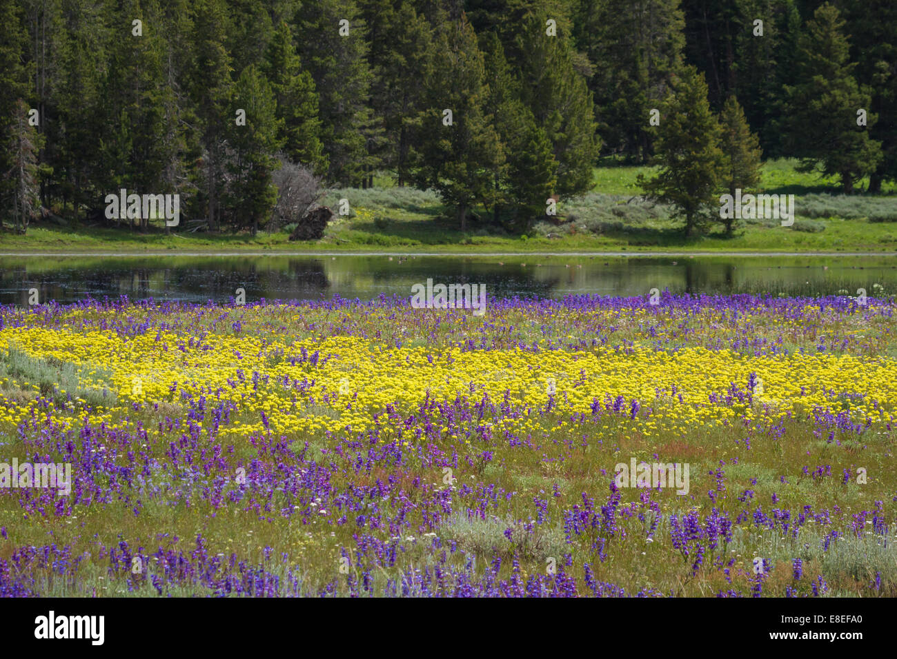Yellowstone forest flowers hi-res stock photography and images - Alamy