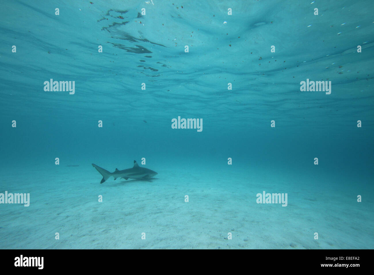 shark swimming underwater Stock Photo - Alamy
