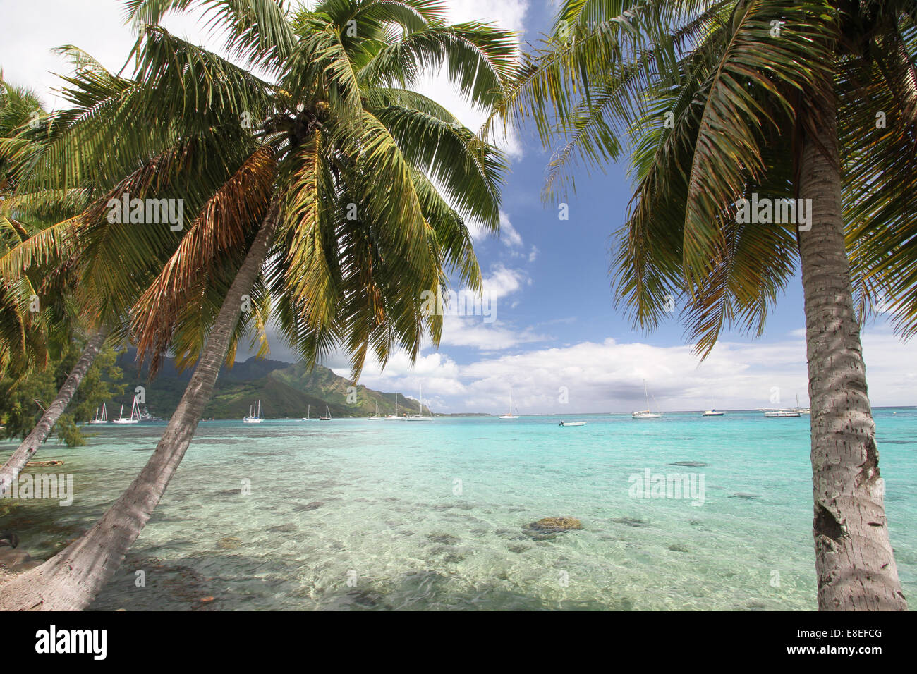 Moorea reef mountains hi-res stock photography and images - Alamy