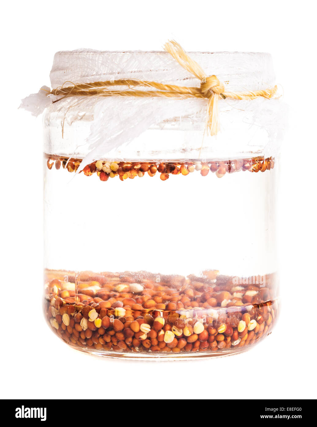 Soaked Sprouting radish Seeds Isolated on White background Stock Photo ...