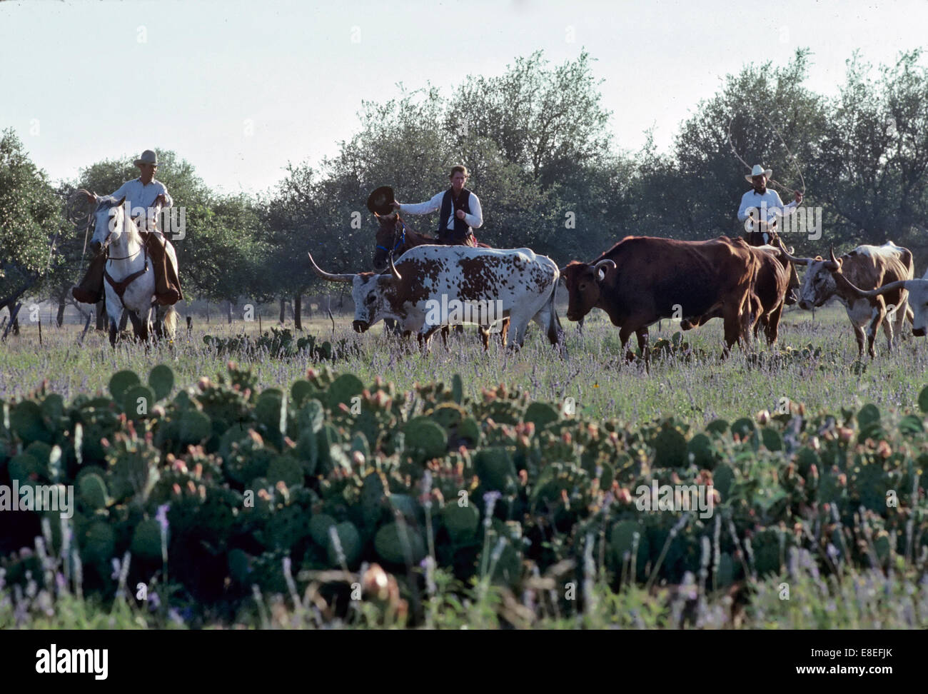 Cowboy rounding up cattle in hi-res stock photography and images - Alamy