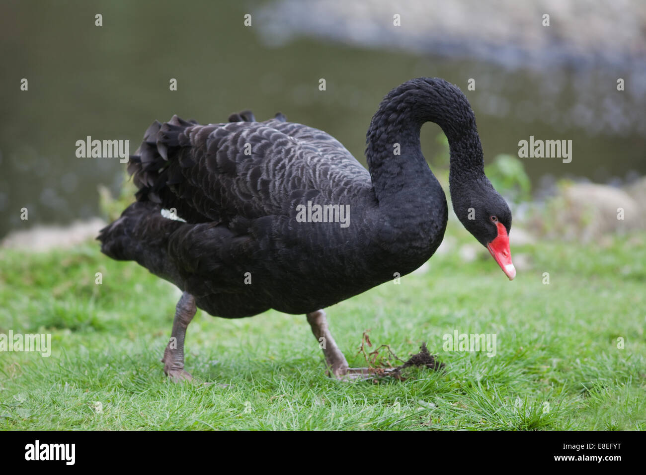 Walking swans hi-res stock photography and images - Alamy
