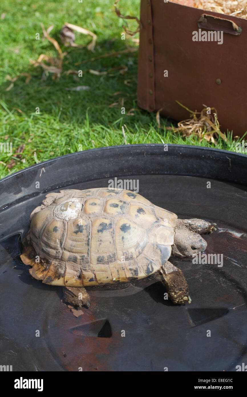 Wild Animals Defecation High Resolution Stock Photography and Images ...