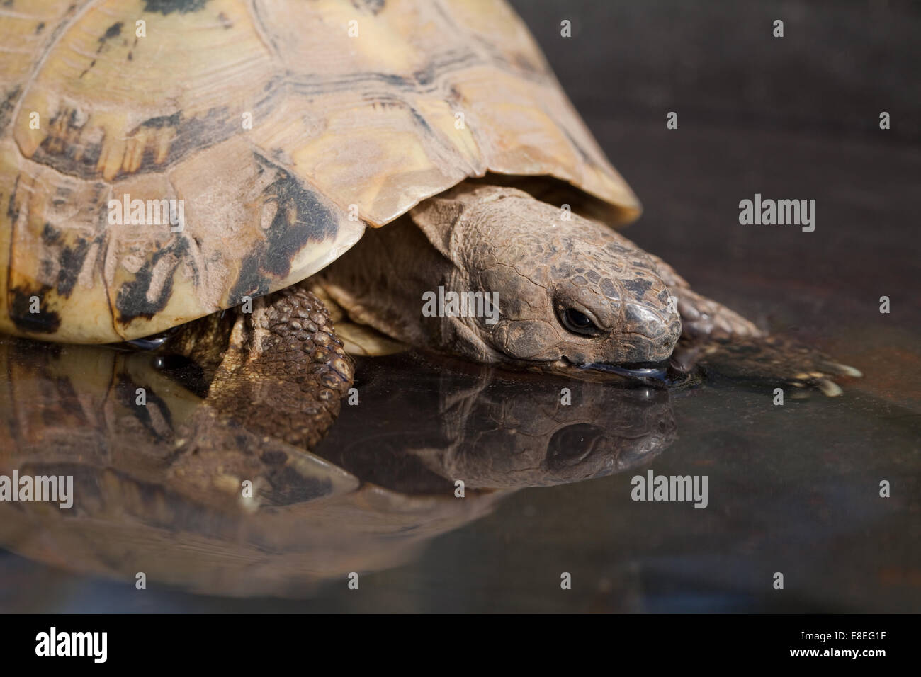 Hermann's Tortoise (Testudo hermanni). Long time pet animal just out of ...