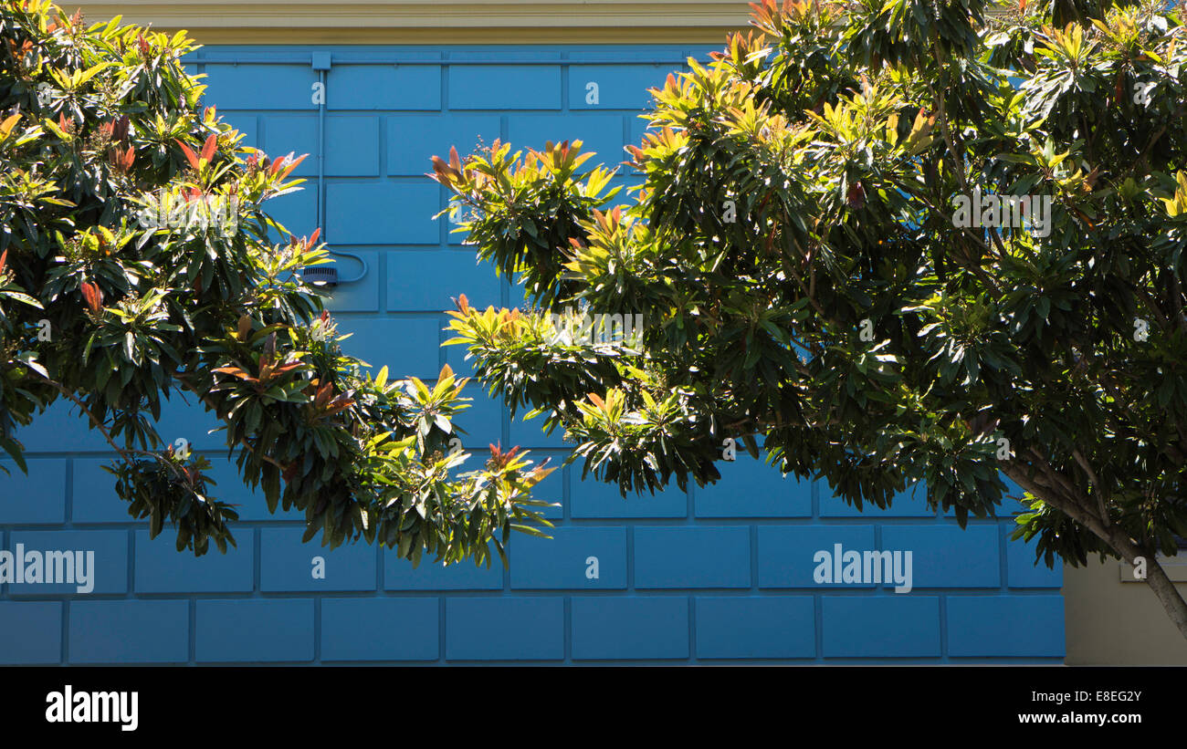 Tree branches meeting with blue background Stock Photo - Alamy