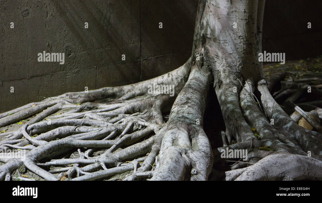 Tree trunk with roots hi-res stock photography and images - Alamy